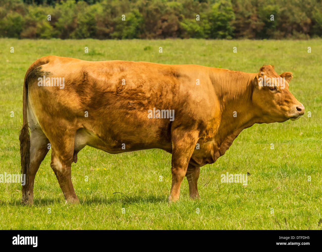 Limousin Cattle / Cow / Bull Stock Photo - Alamy