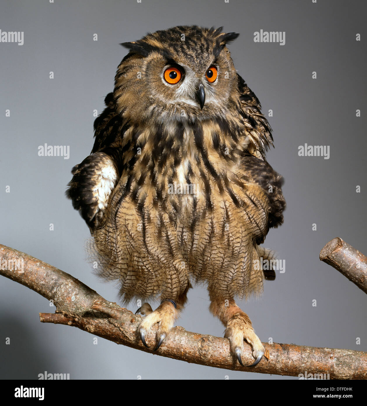 Bubo bubo, Eurasian eagle owl Stock Photo - Alamy