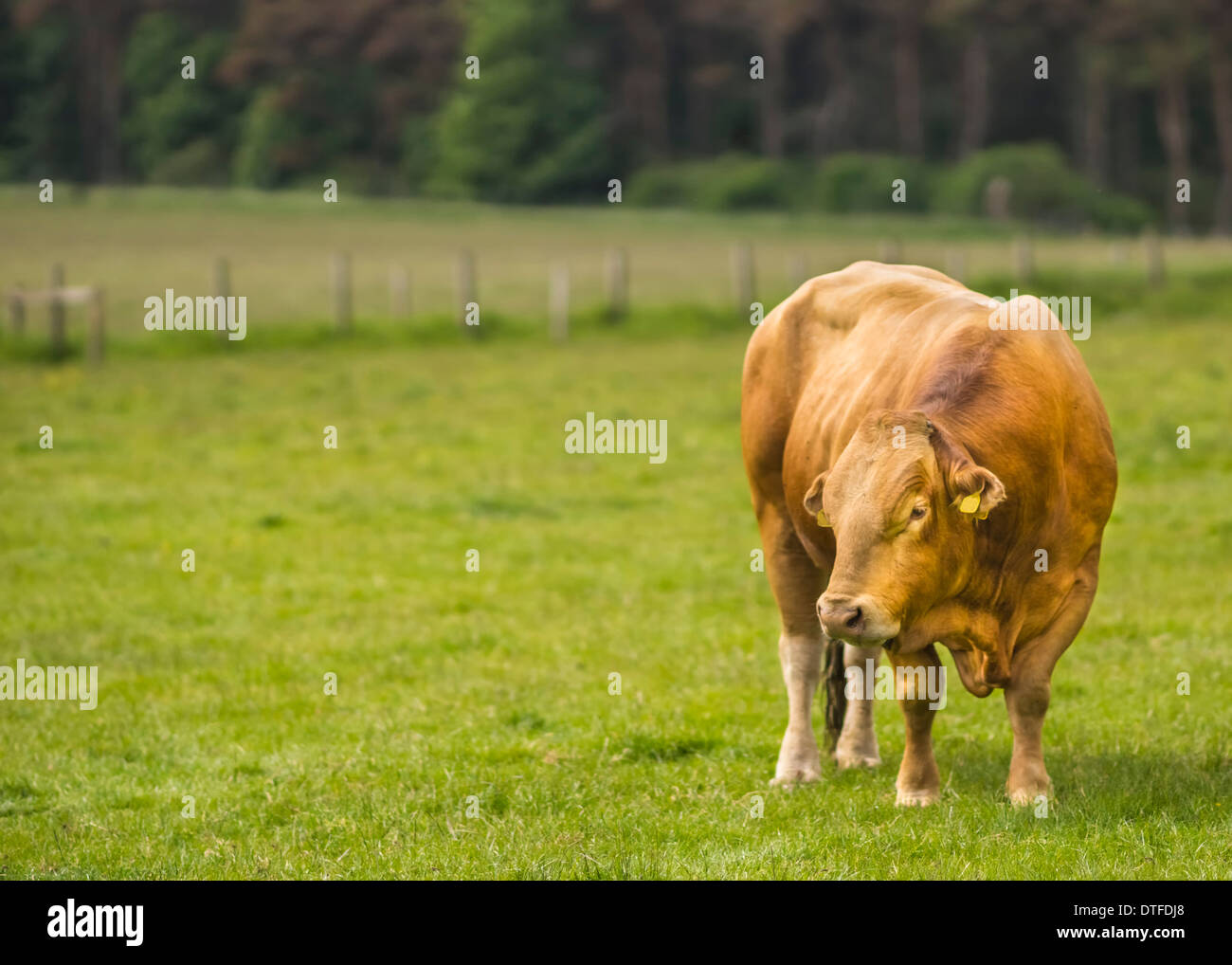 Guernsey bull hi-res stock photography and images - Alamy