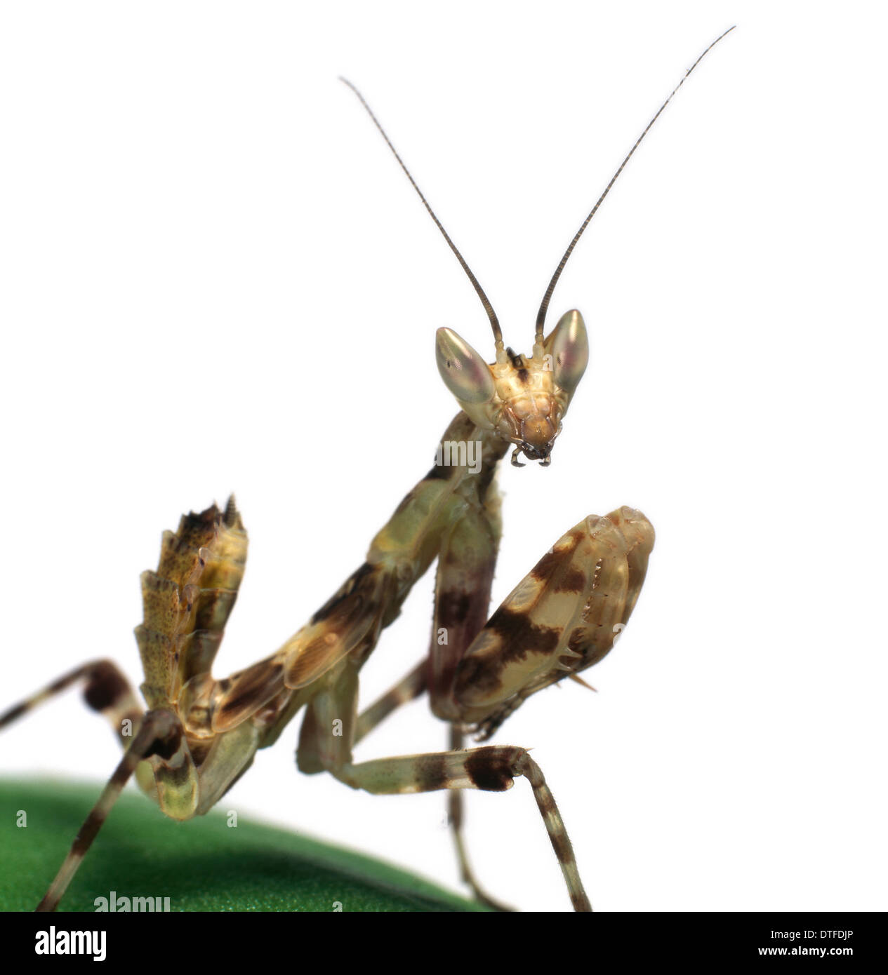 Mantodea (order), common flower mantid Stock Photo - Alamy