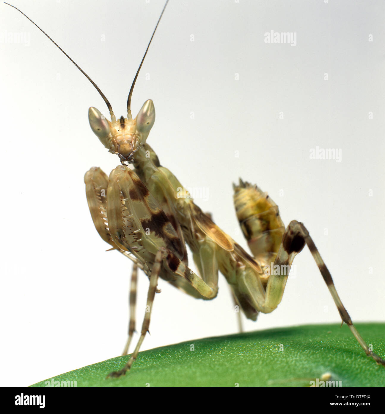 Order mantodea hi-res stock photography and images - Alamy