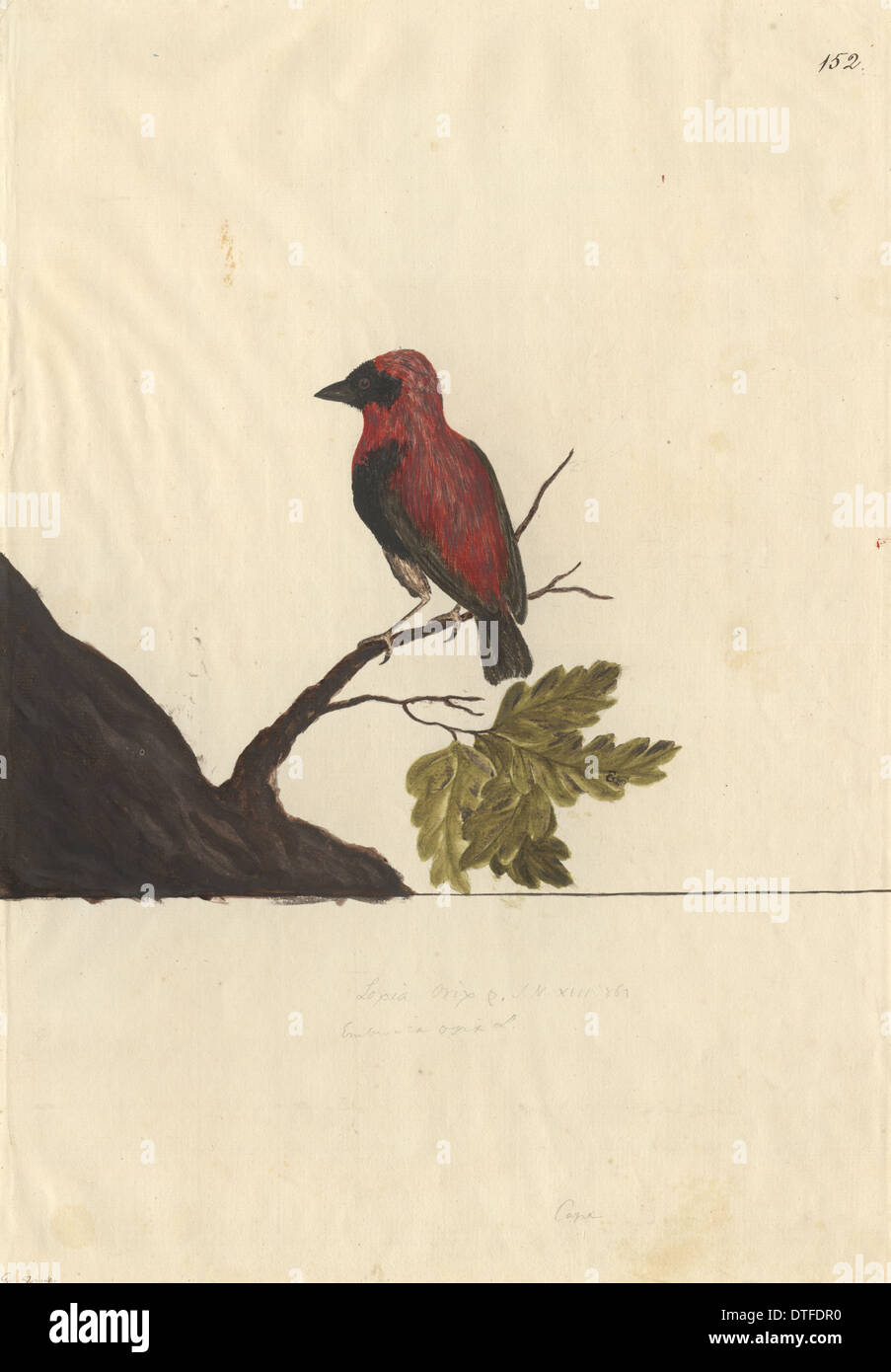 Euplectes orix, southern red bishop Stock Photo - Alamy