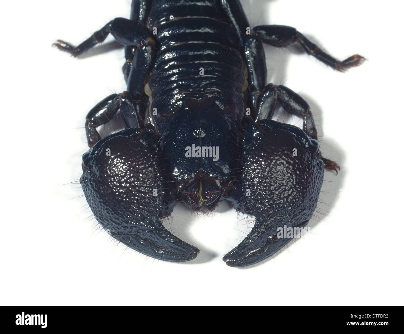 Scorpiones (order), scorpion Stock Photo - Alamy