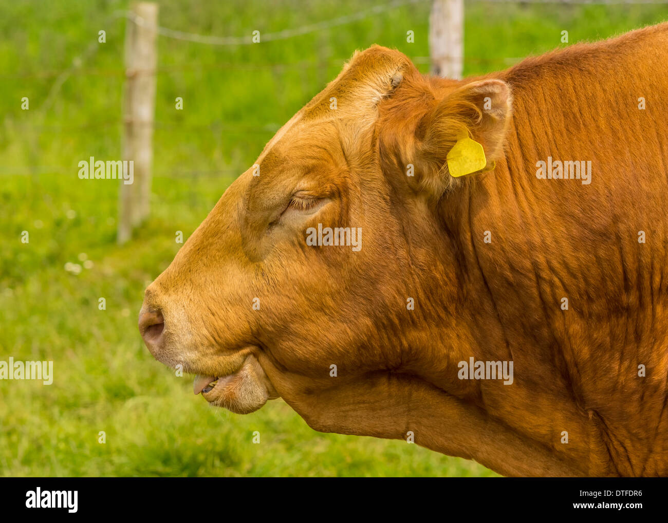 Limousin Cattle / Cow / Bull Stock Photo - Alamy