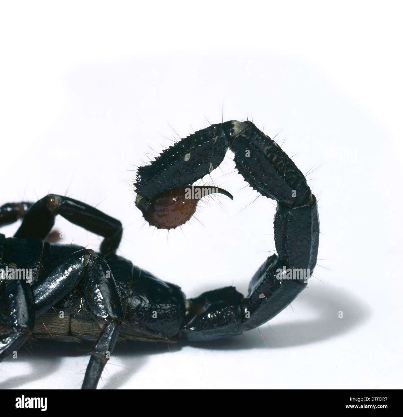 Scorpiones (order), scorpion Stock Photo - Alamy