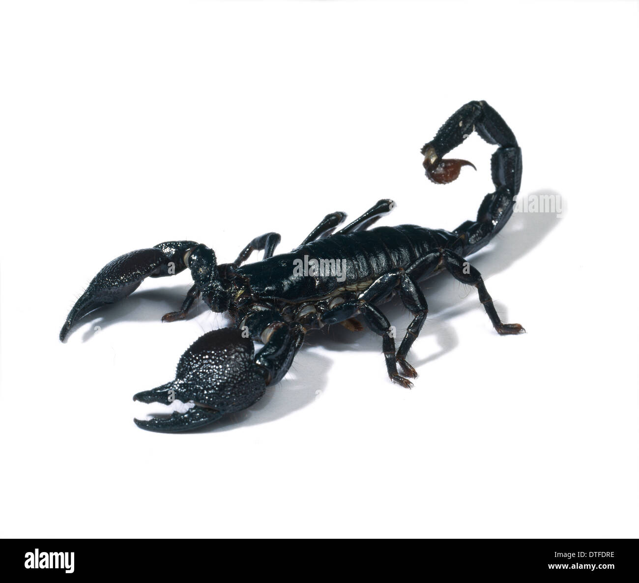 Scorpiones (order), scorpion Stock Photo - Alamy