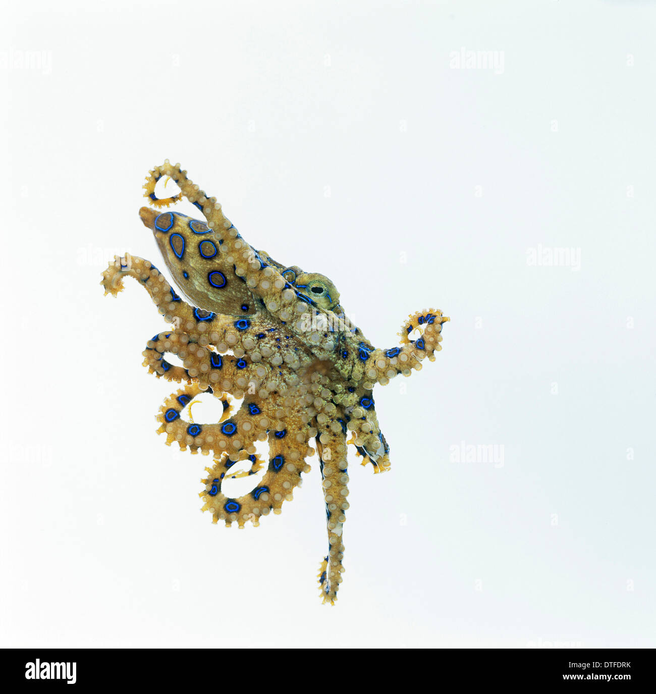 Hapalochlaena sp., blue-ringed octopus Stock Photo - Alamy