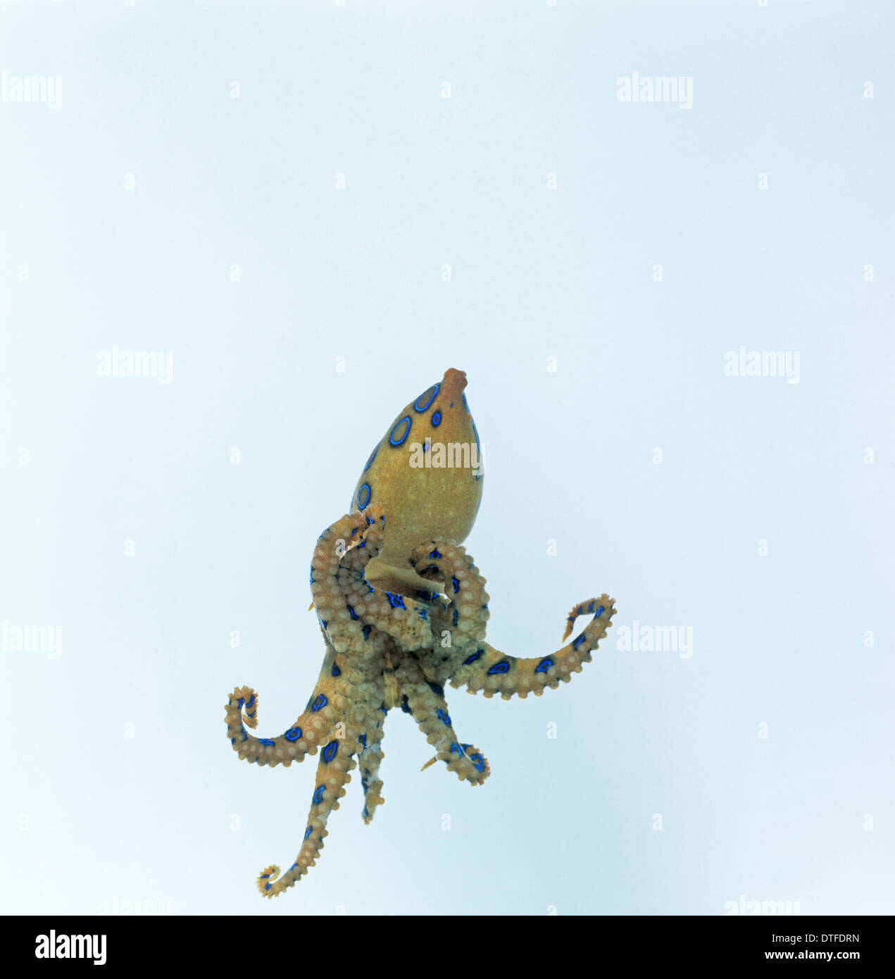 Deadly blue ringed octopus hi-res stock photography and images - Alamy