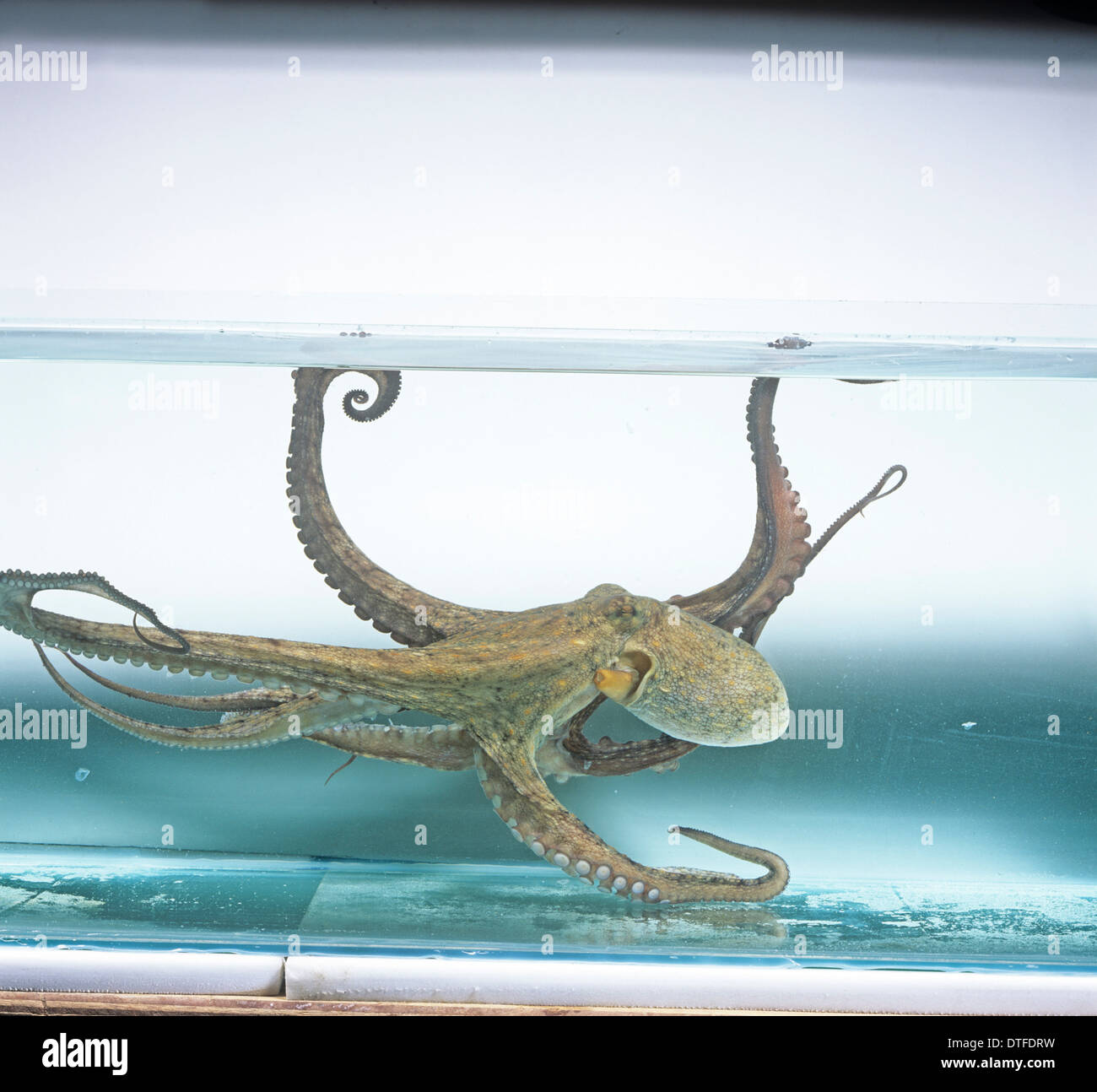 Octopoda (order), octopus Stock Photo - Alamy