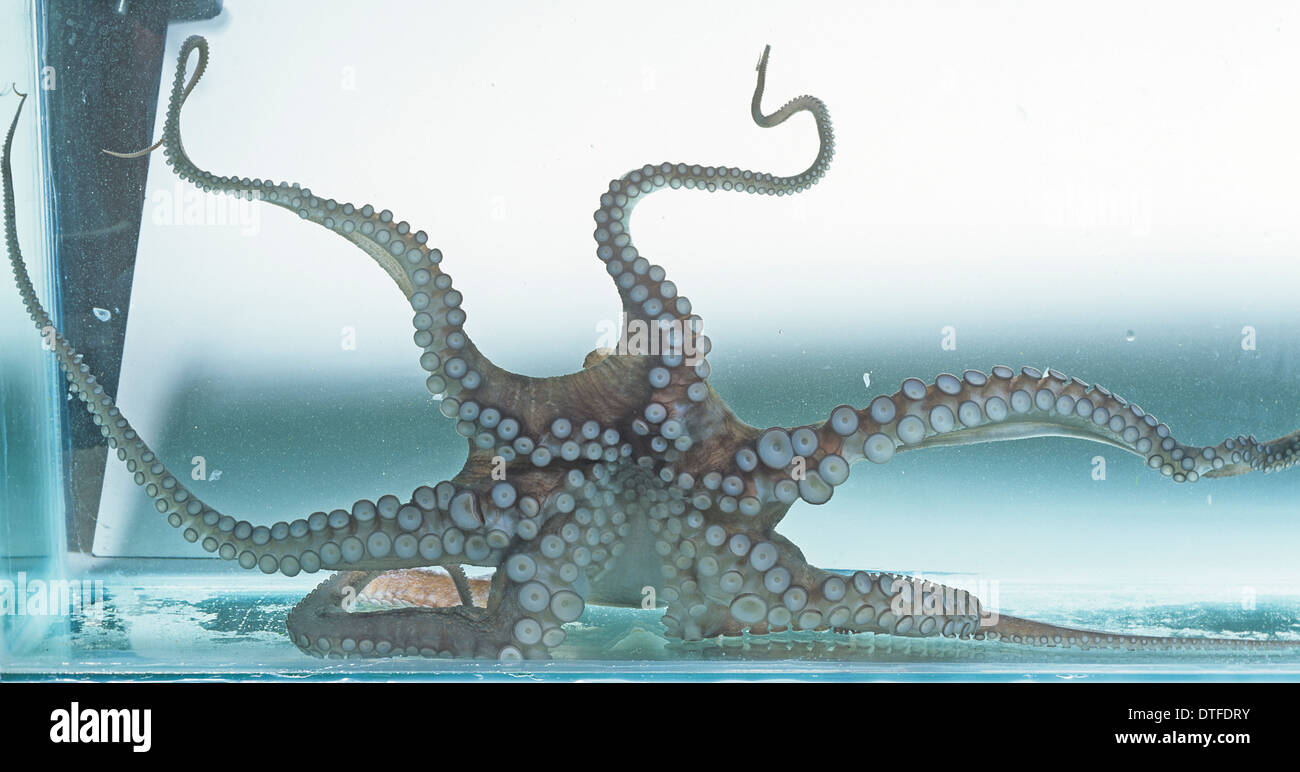 Octopus cephalopod mollusk order octopoda hi-res stock photography and ...