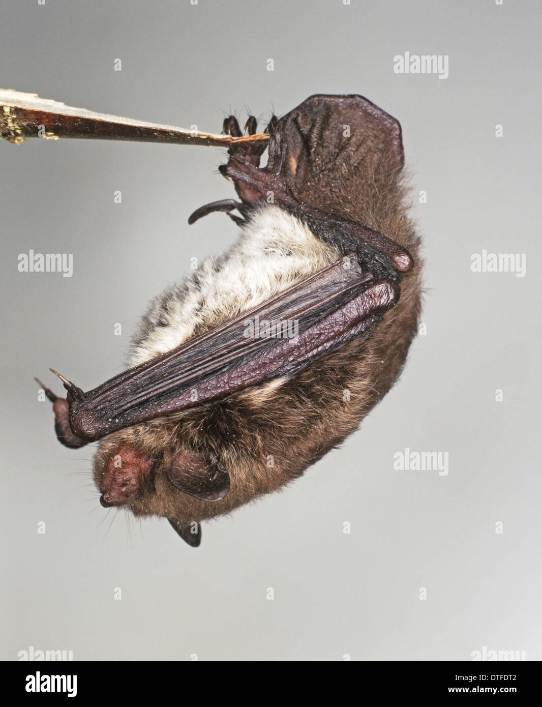 Myotis daubentonii, daubenton's bat Stock Photo - Alamy