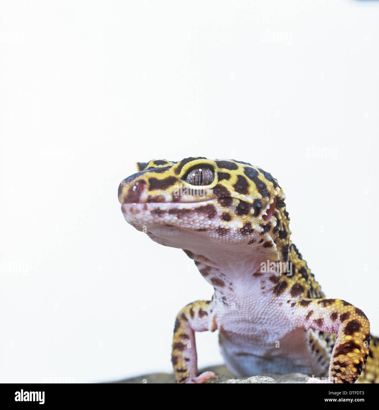 Gecko anatomy hi-res stock photography and images - Alamy