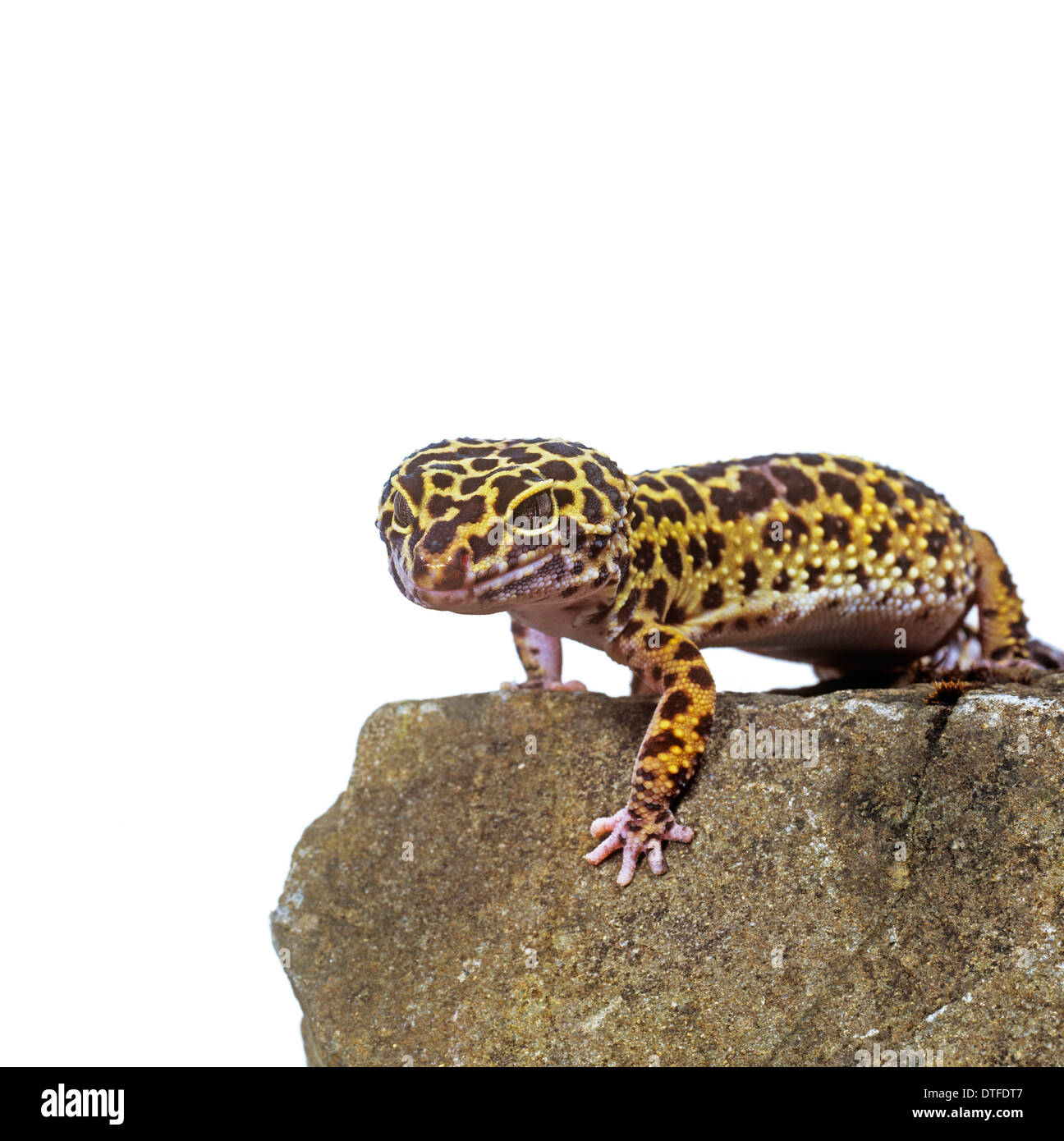 Eublepharis macularius, leopard gecko Stock Photo - Alamy