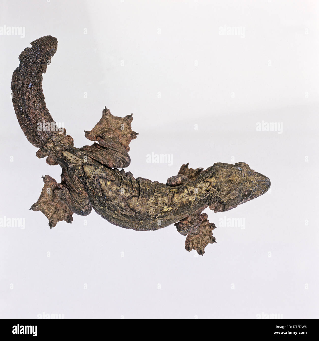 Ptychozoon kuhli, flying gecko Stock Photo - Alamy