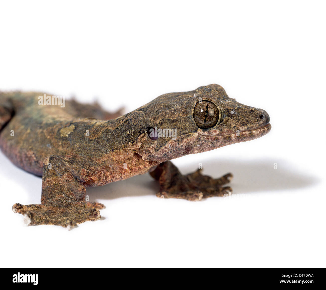 Gecko anatomy hi-res stock photography and images - Alamy