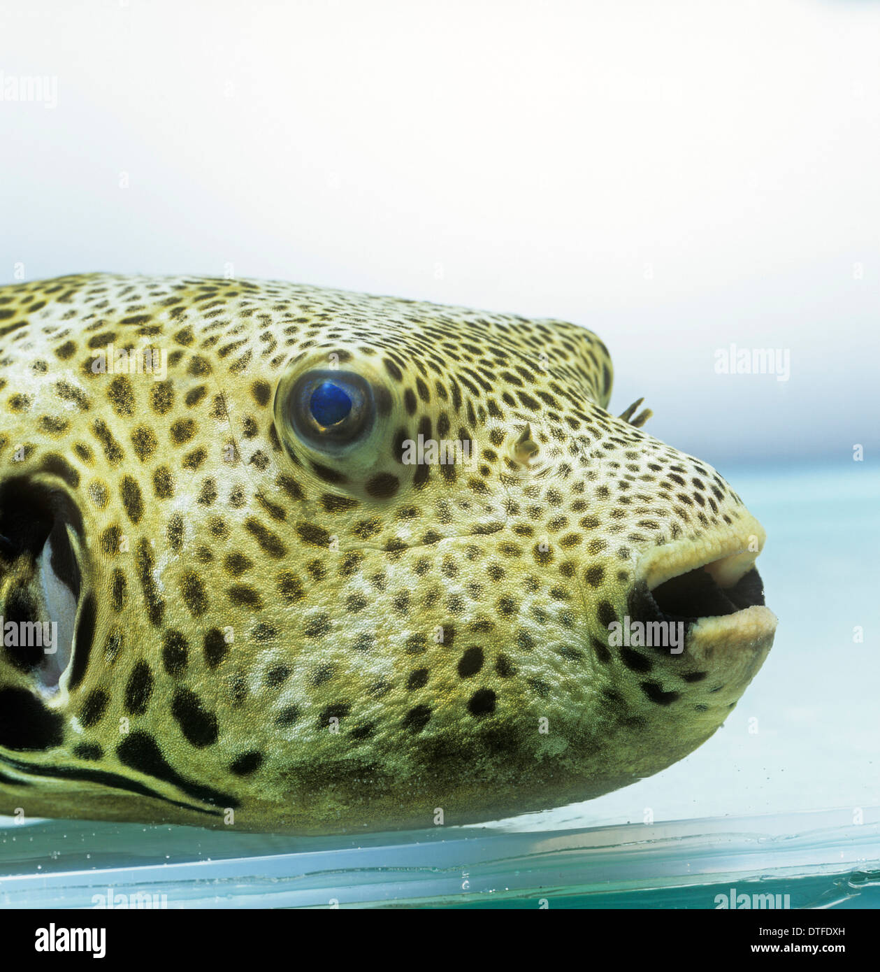 Bubblefish hi-res stock photography and images - Alamy