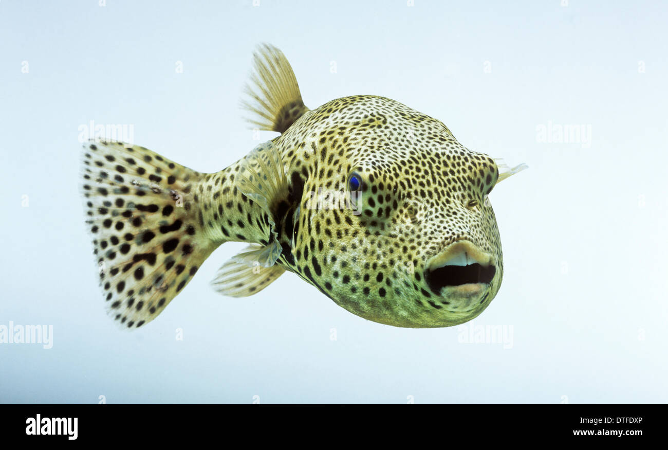 Pufferfish family hi-res stock photography and images - Alamy