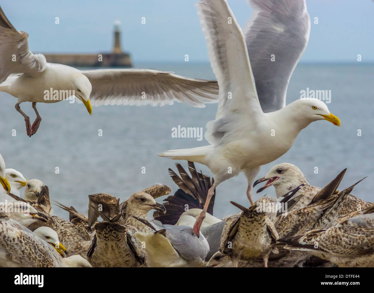 Flock of seagulls hi-res stock photography and images - Alamy