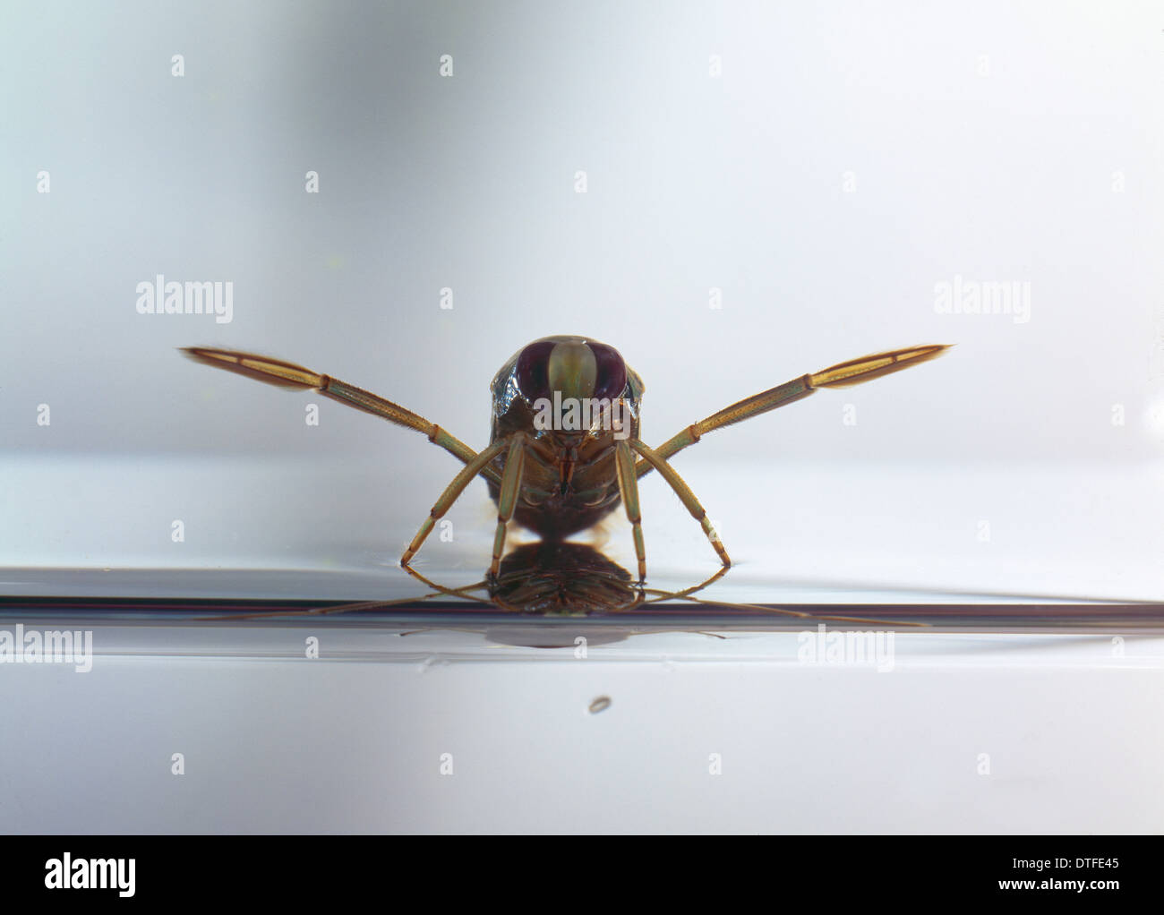 Corixidae (family), water boatman Stock Photo - Alamy