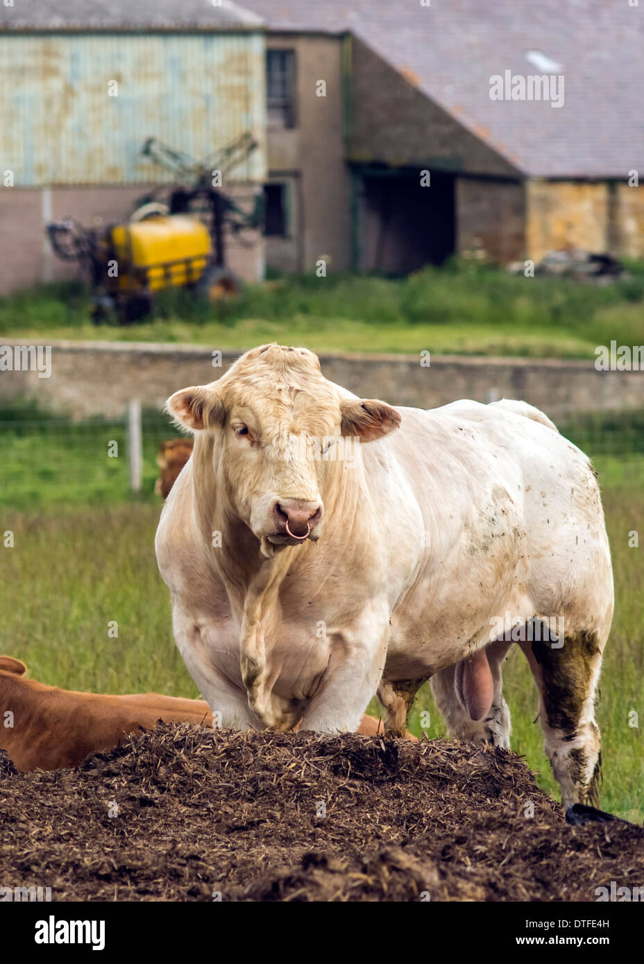 Muscle bull hi-res stock photography and images - Alamy