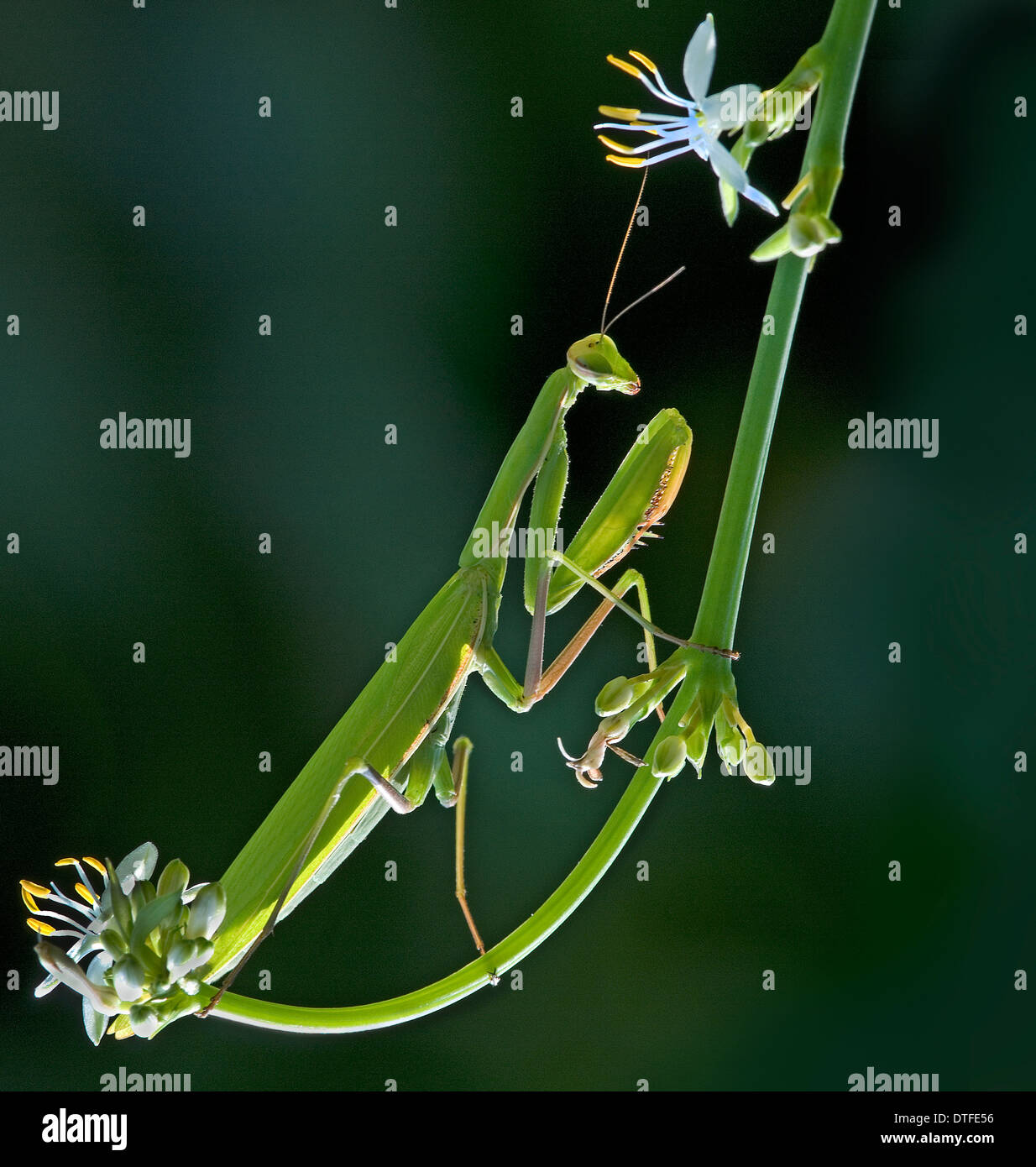 Prajing hi-res stock photography and images - Alamy