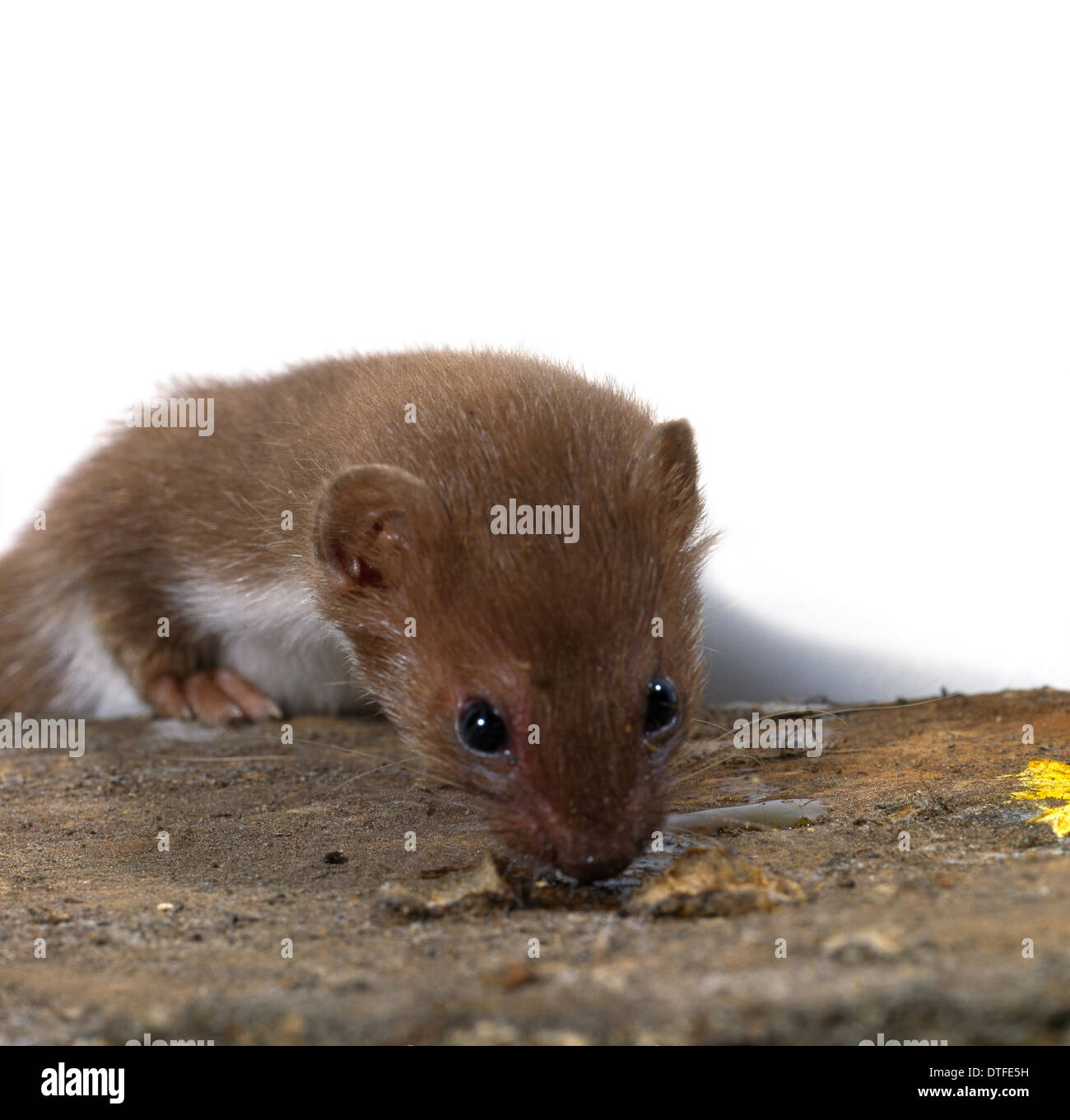 Mustela sp., weasel Stock Photo - Alamy