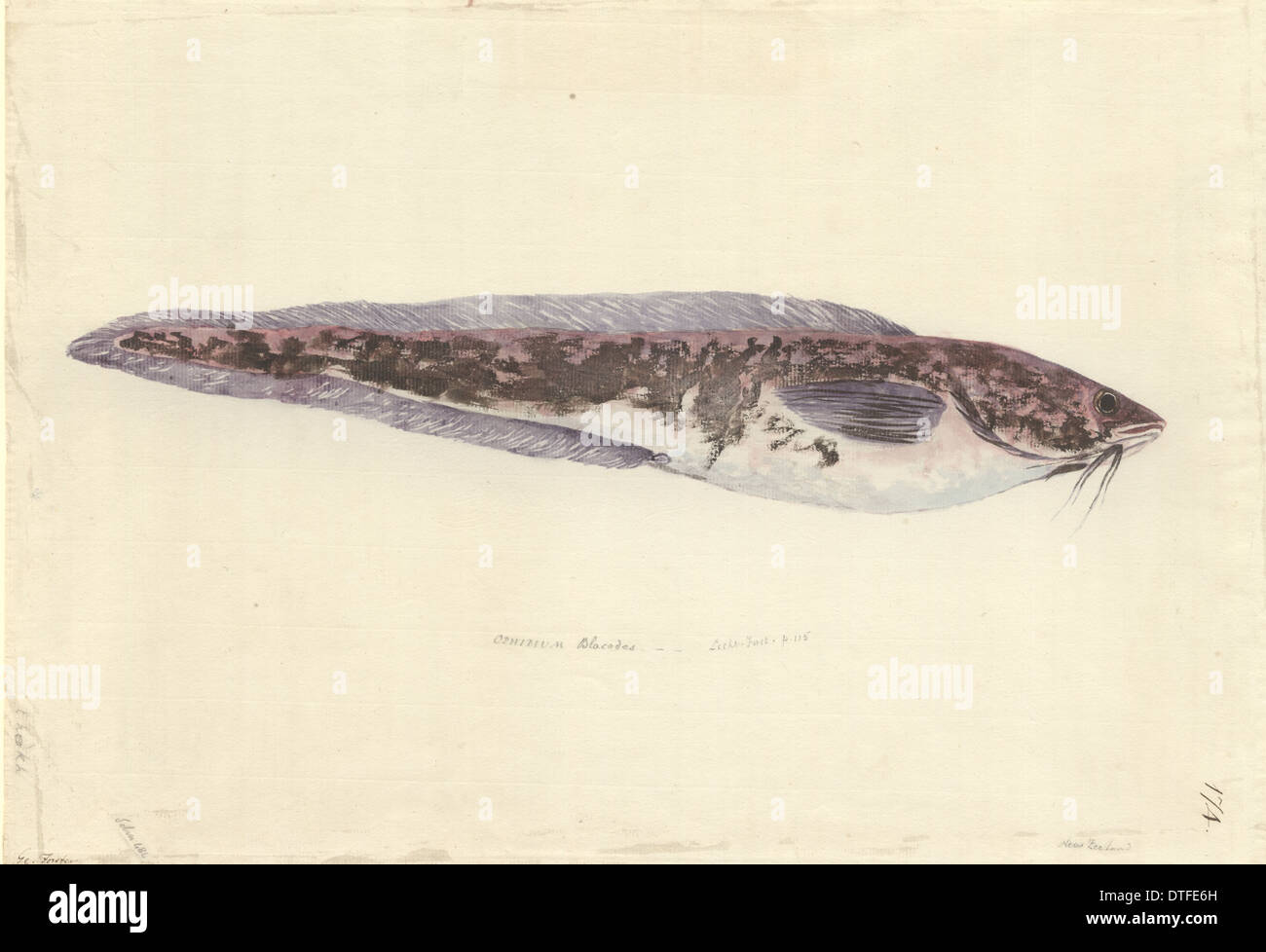 Genypterus blacodes hi-res stock photography and images - Alamy