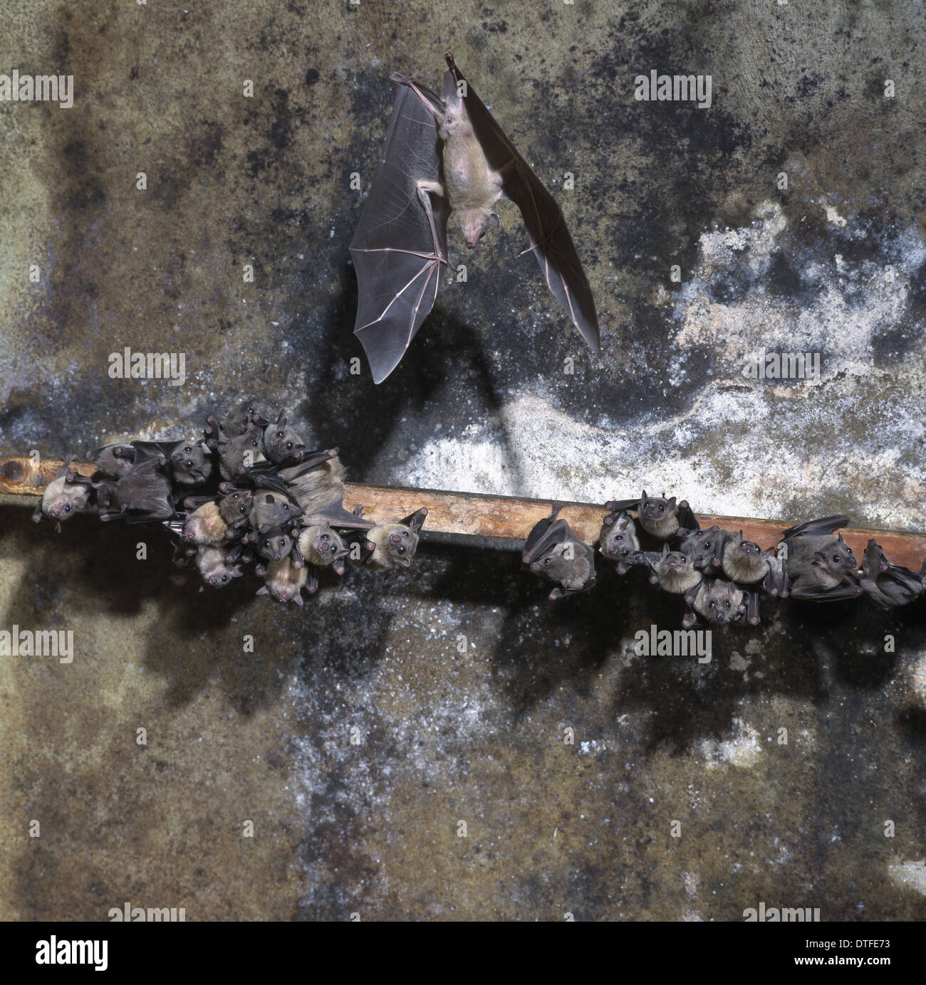 Egyptian rousette hi-res stock photography and images - Alamy