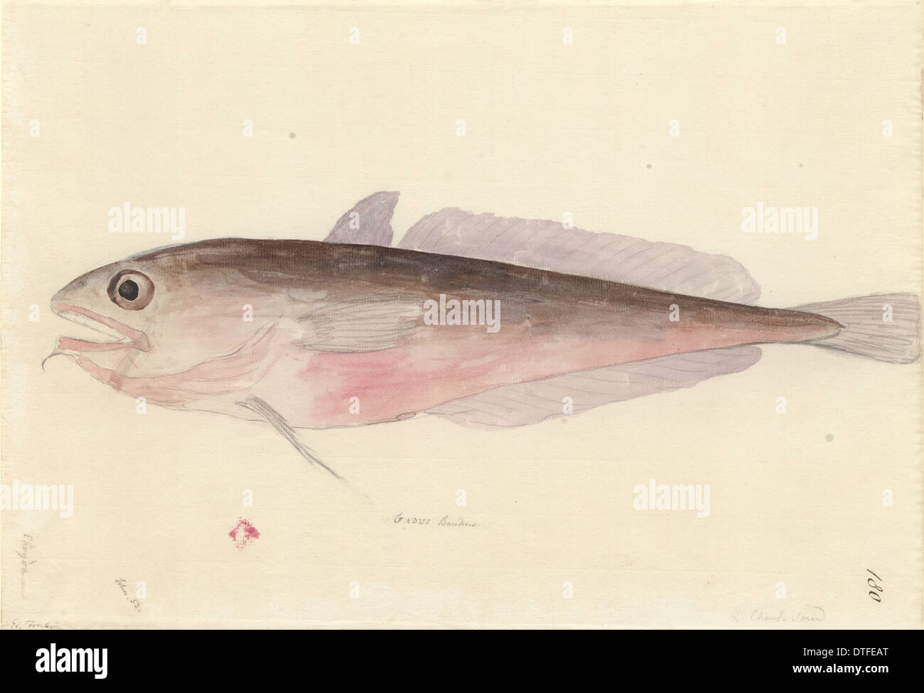 Bacchus hi-res stock photography and images - Alamy