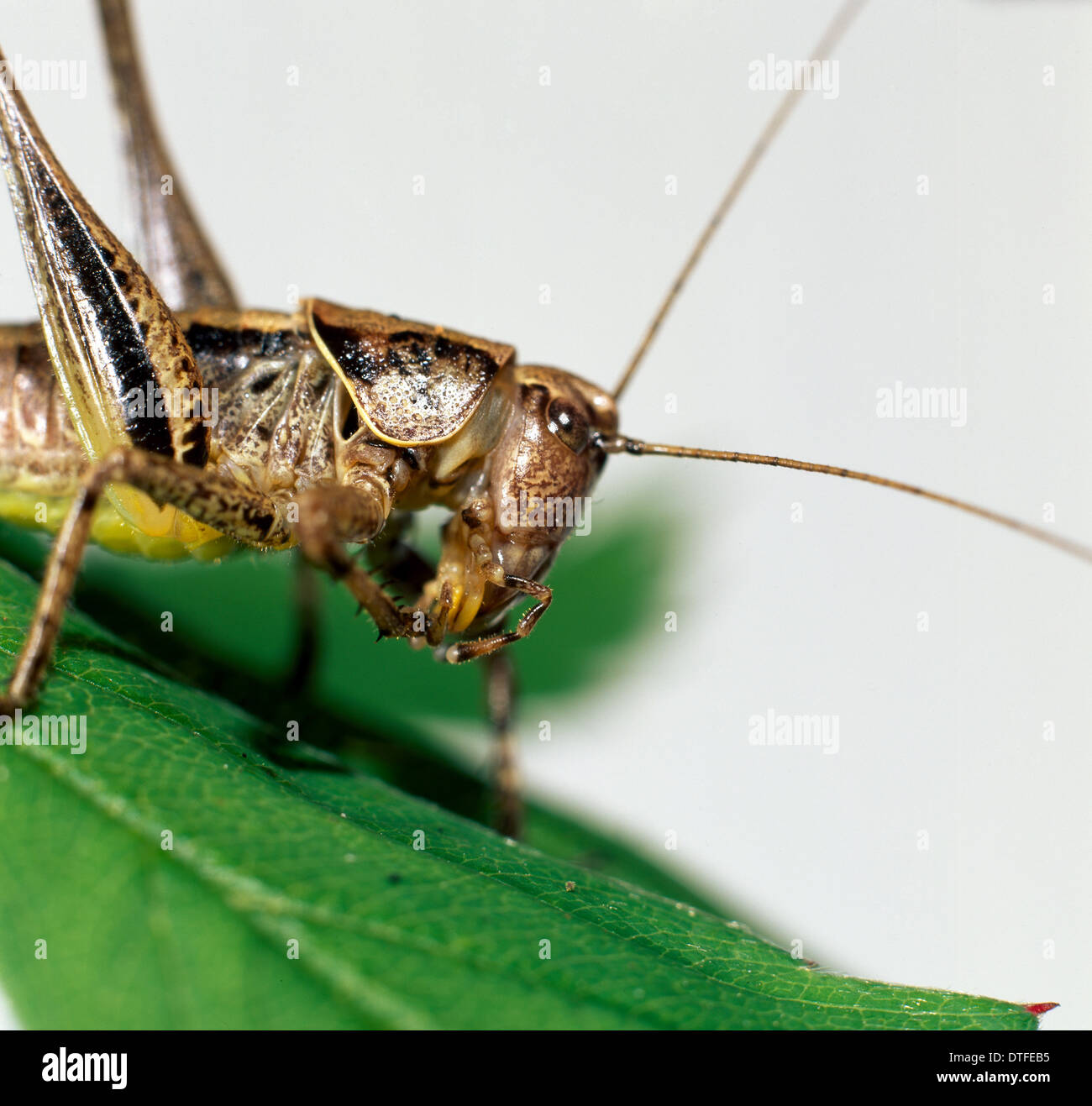 Caelifera (suborder), grasshopper Stock Photo - Alamy
