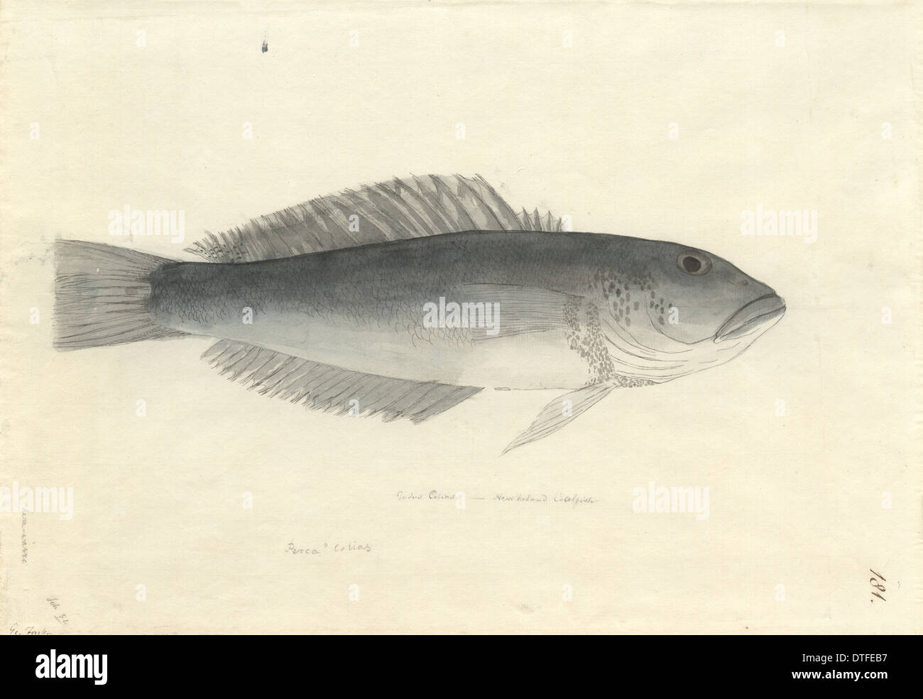 Parapercis colias, blue cod Stock Photo - Alamy