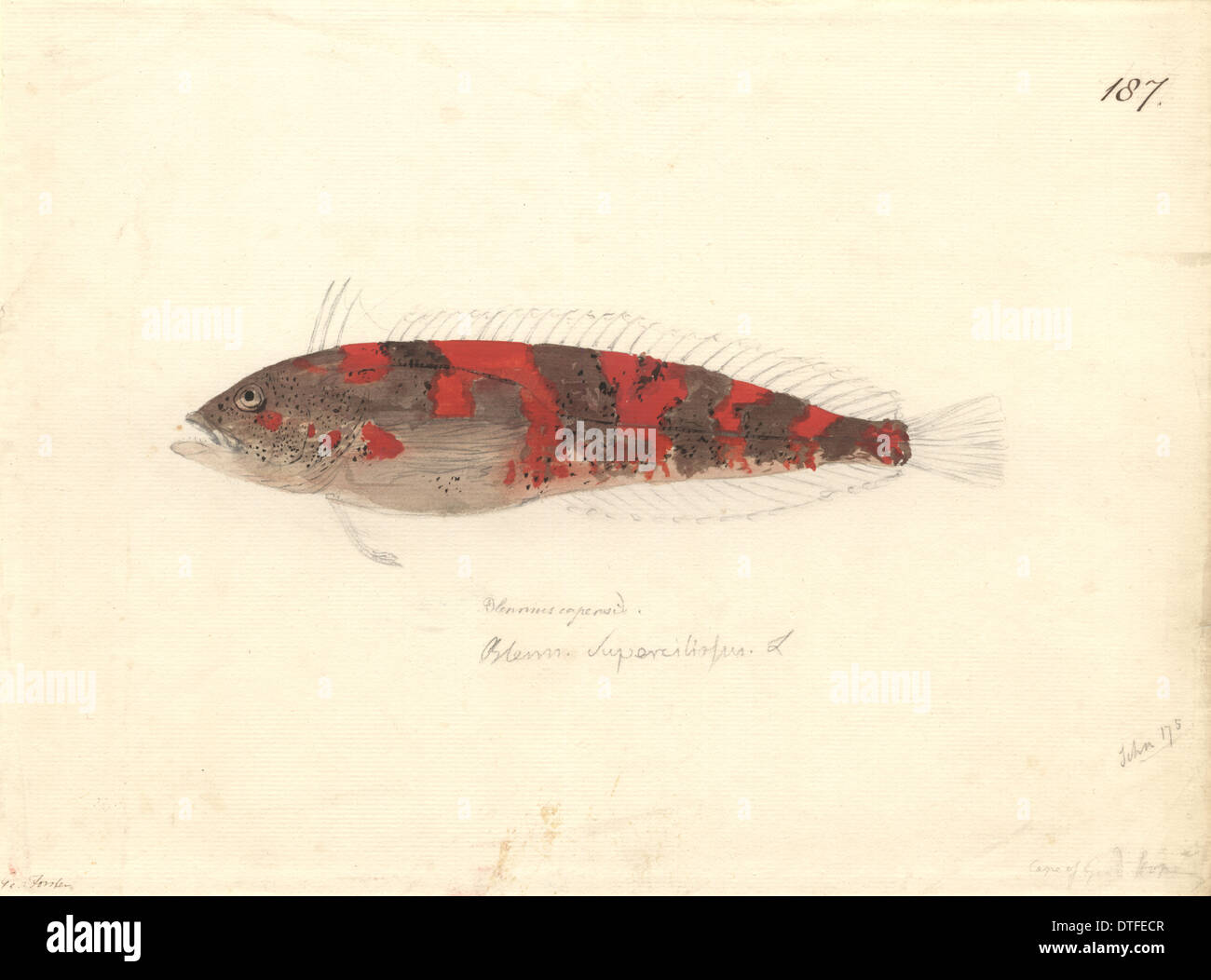 Super klipfish hi-res stock photography and images - Alamy