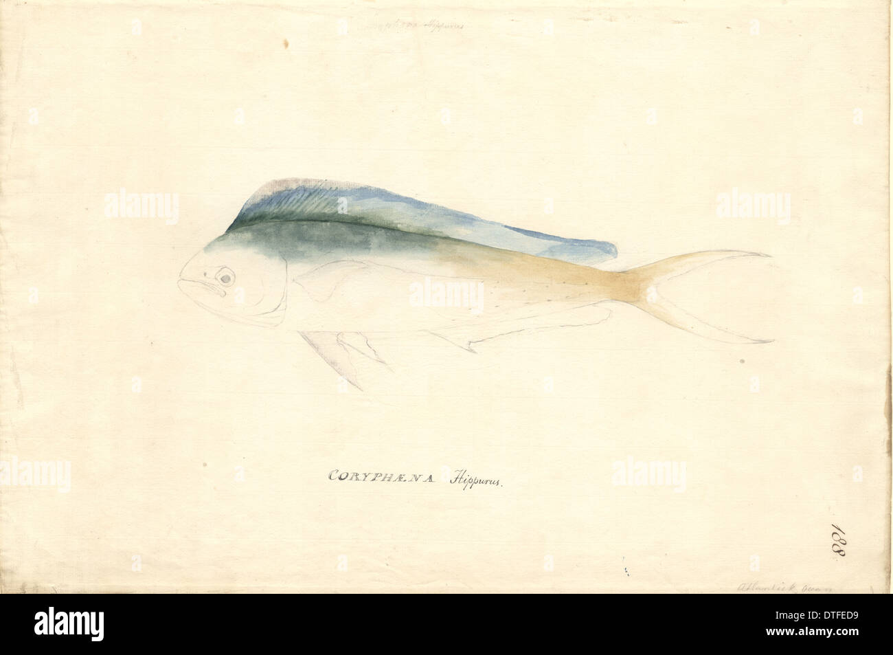 Coryphaena hippurus, common dolphinfish Stock Photo - Alamy