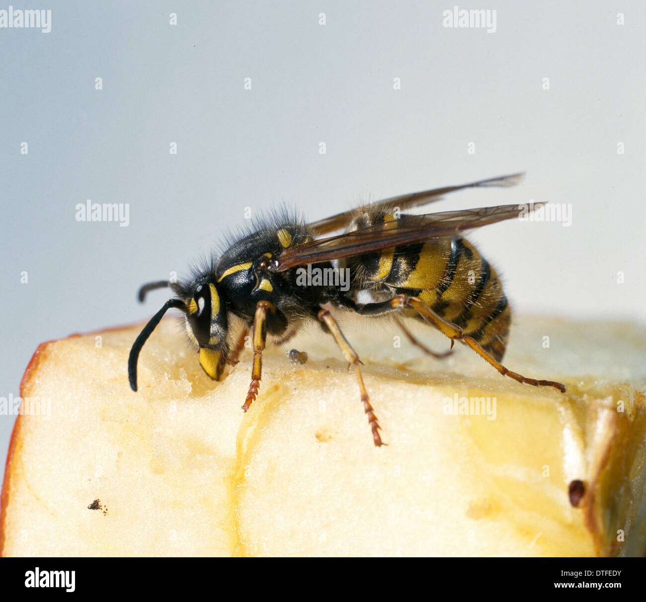 Wasp anatomy hi-res stock photography and images - Alamy