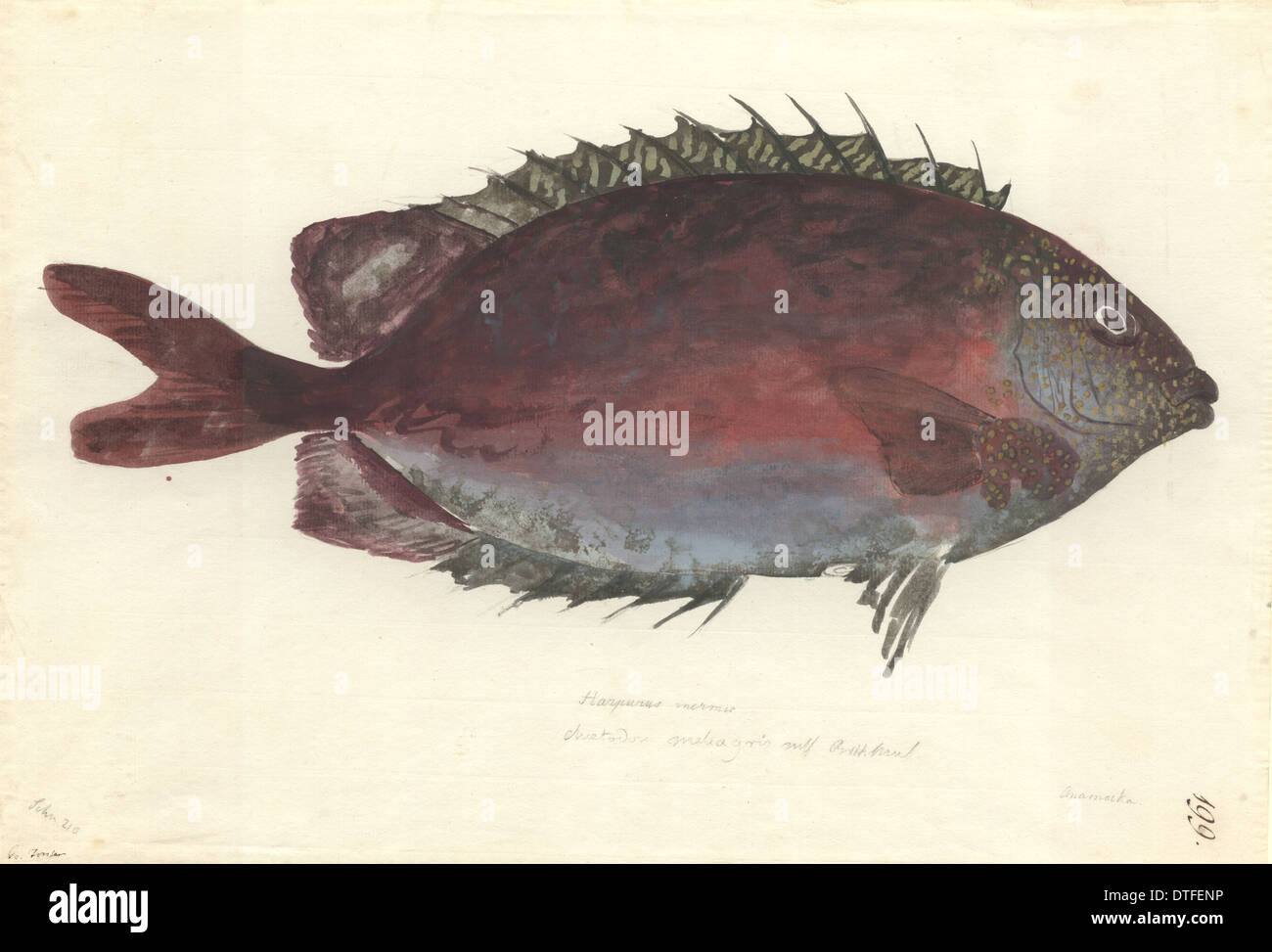 Goldspotted spinefoot siganus punctatus hi-res stock photography and ...