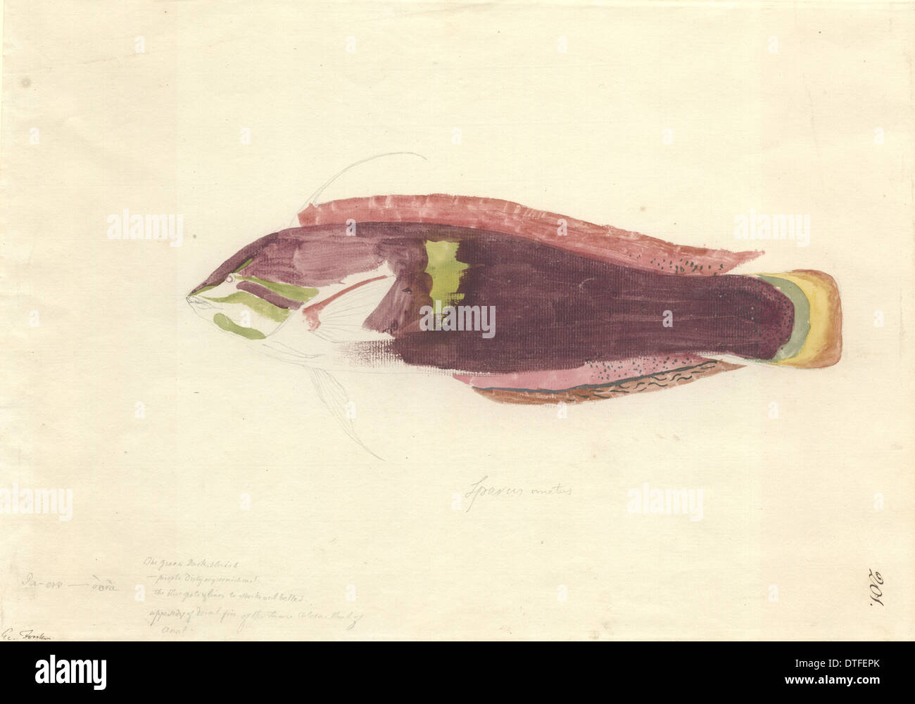 Red emperor fish hi-res stock photography and images - Alamy