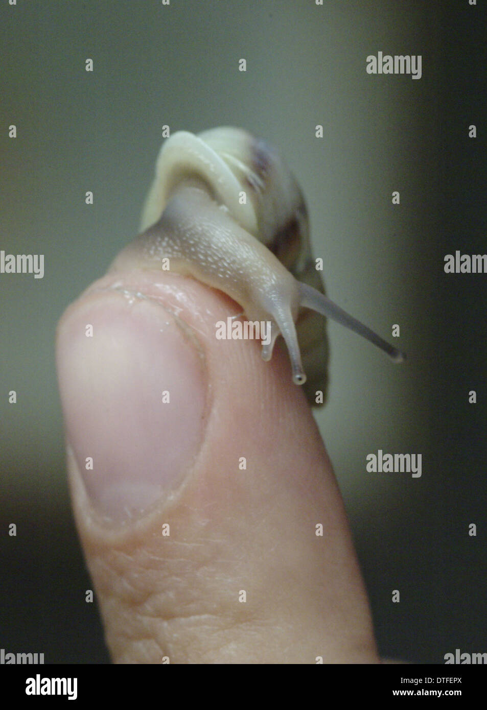 Frozen Ark High Resolution Stock Photography and Images - Alamy