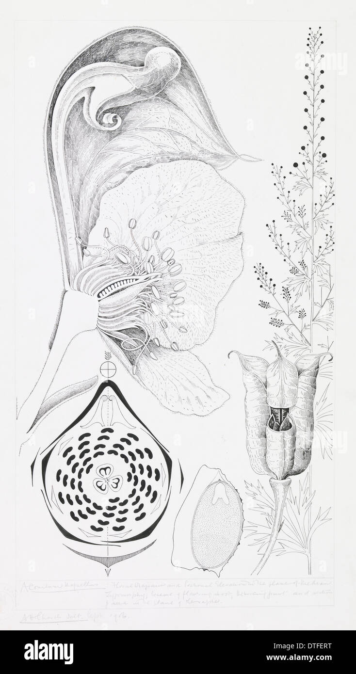 1865 illustration hi-res stock photography and images - Alamy