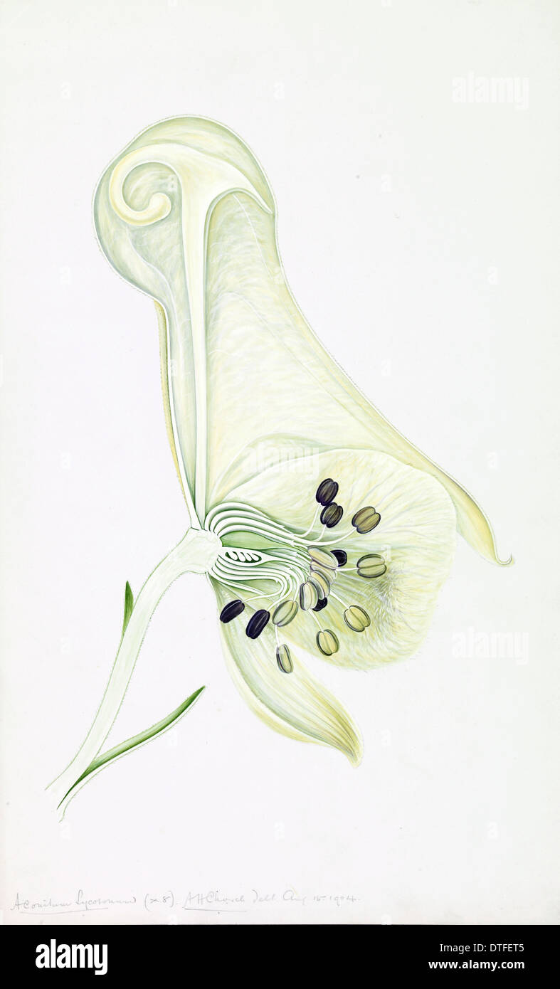 Illustration by Arthur Harry Church (1865-1937 Stock Photo - Alamy