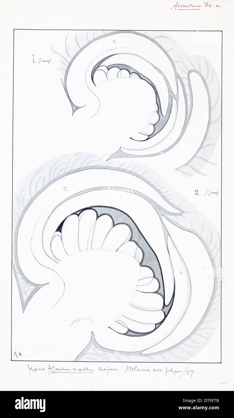 Illustration by Arthur Harry Church (1865-1937 Stock Photo - Alamy