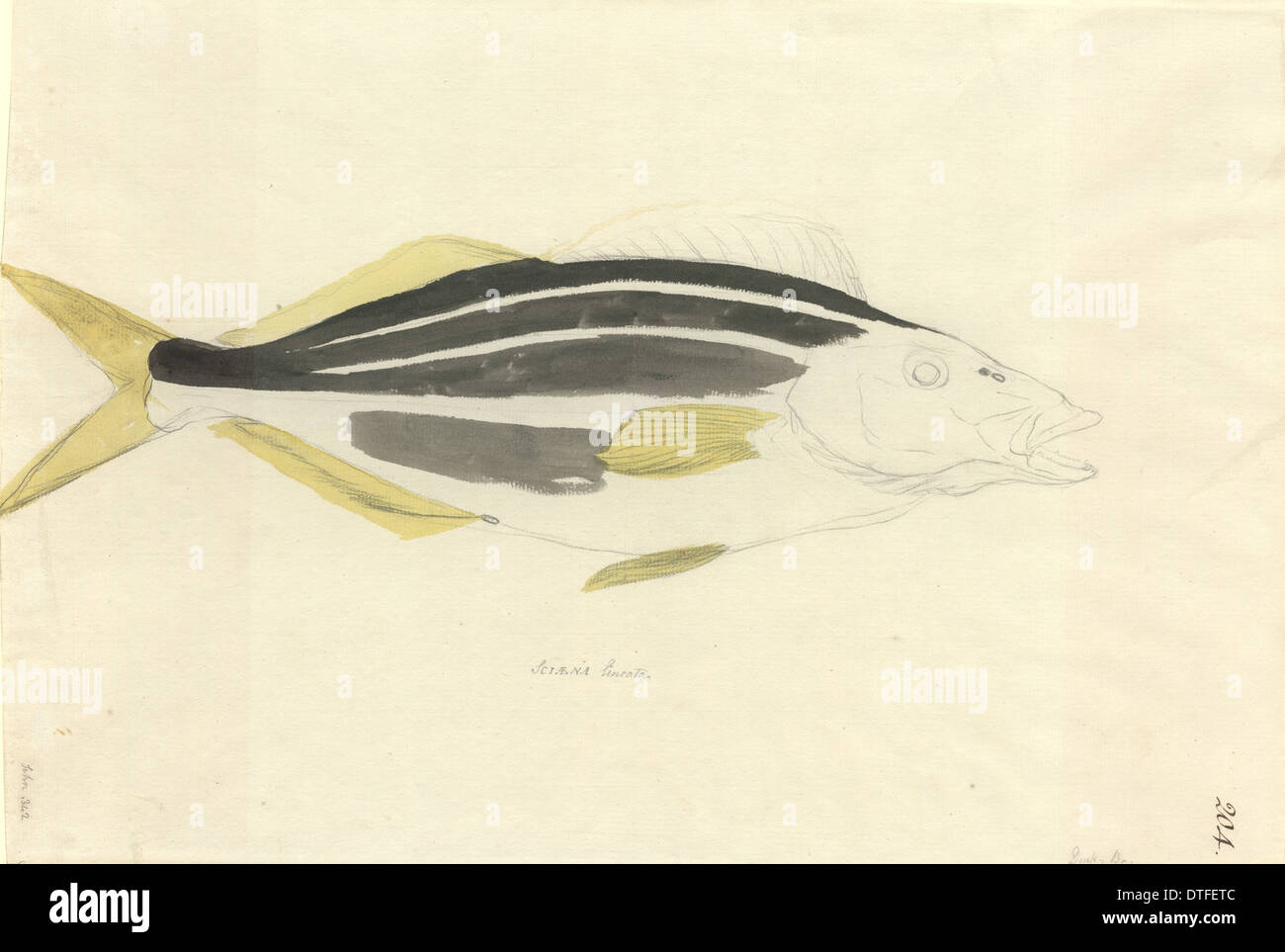 The trumpeter hi-res stock photography and images - Alamy