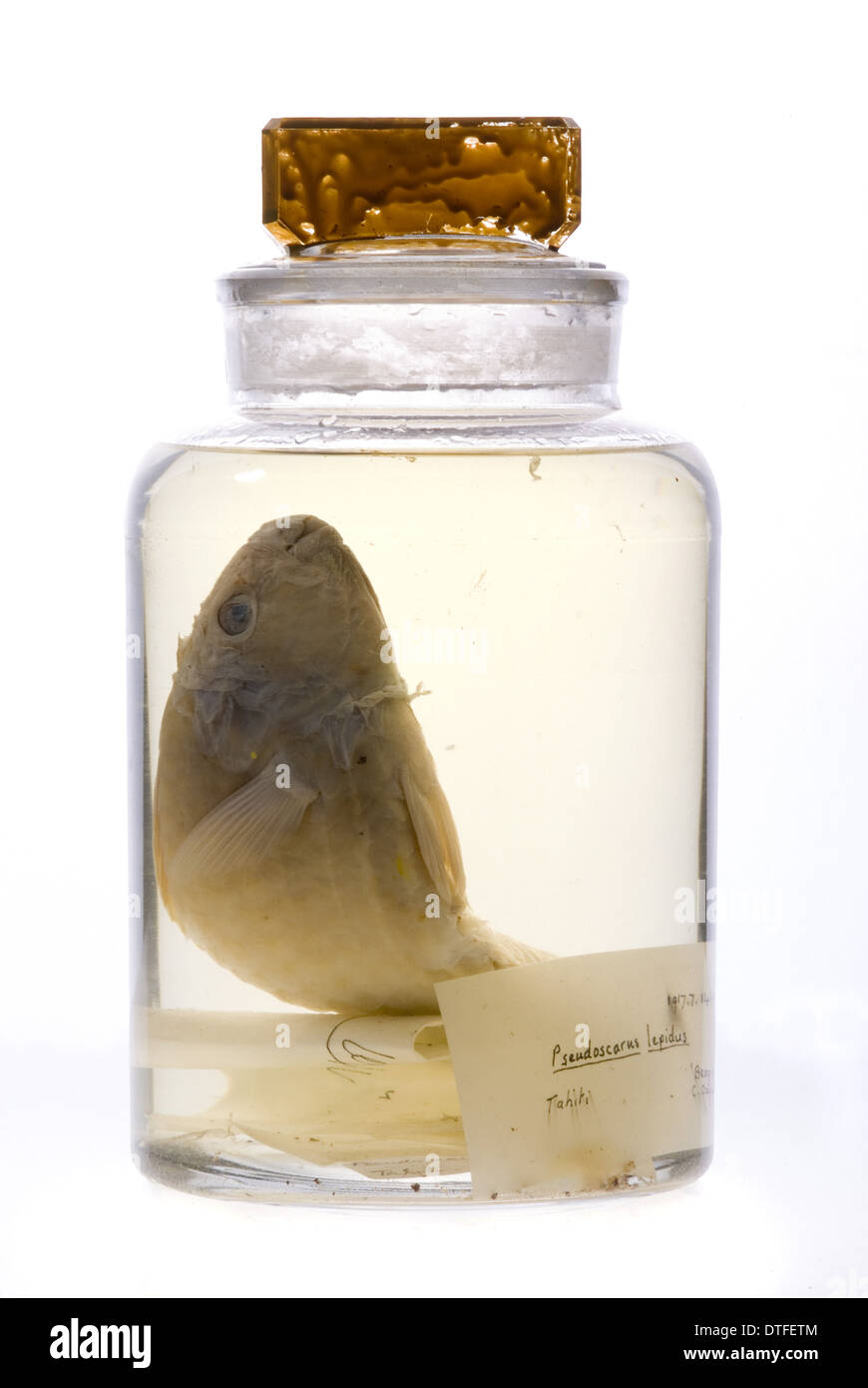 Charles fish hi-res stock photography and images - Alamy