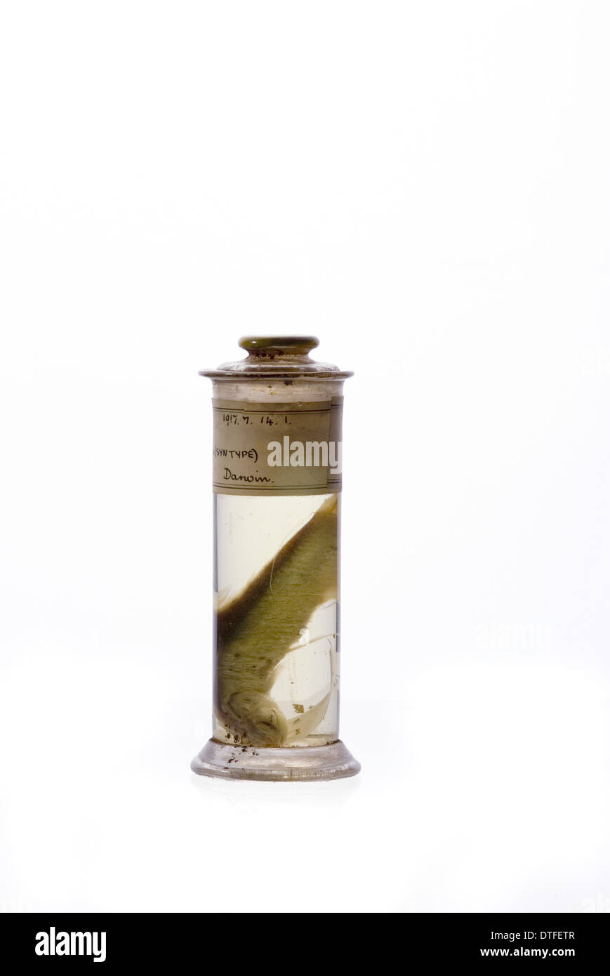 Engraulis ringens, Peruvian anchoveta Stock Photo - Alamy