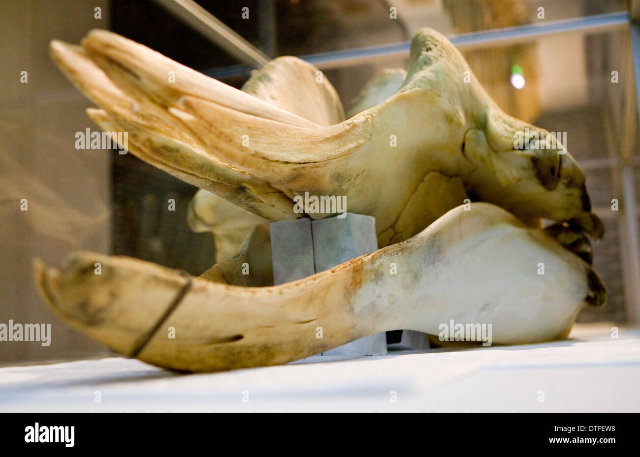 Hyperoodon ampullatus, northern bottlenose whale Stock Photo - Alamy Hyperoodon ampullatus, northern bottlenose whale Stock Photo - Alamy