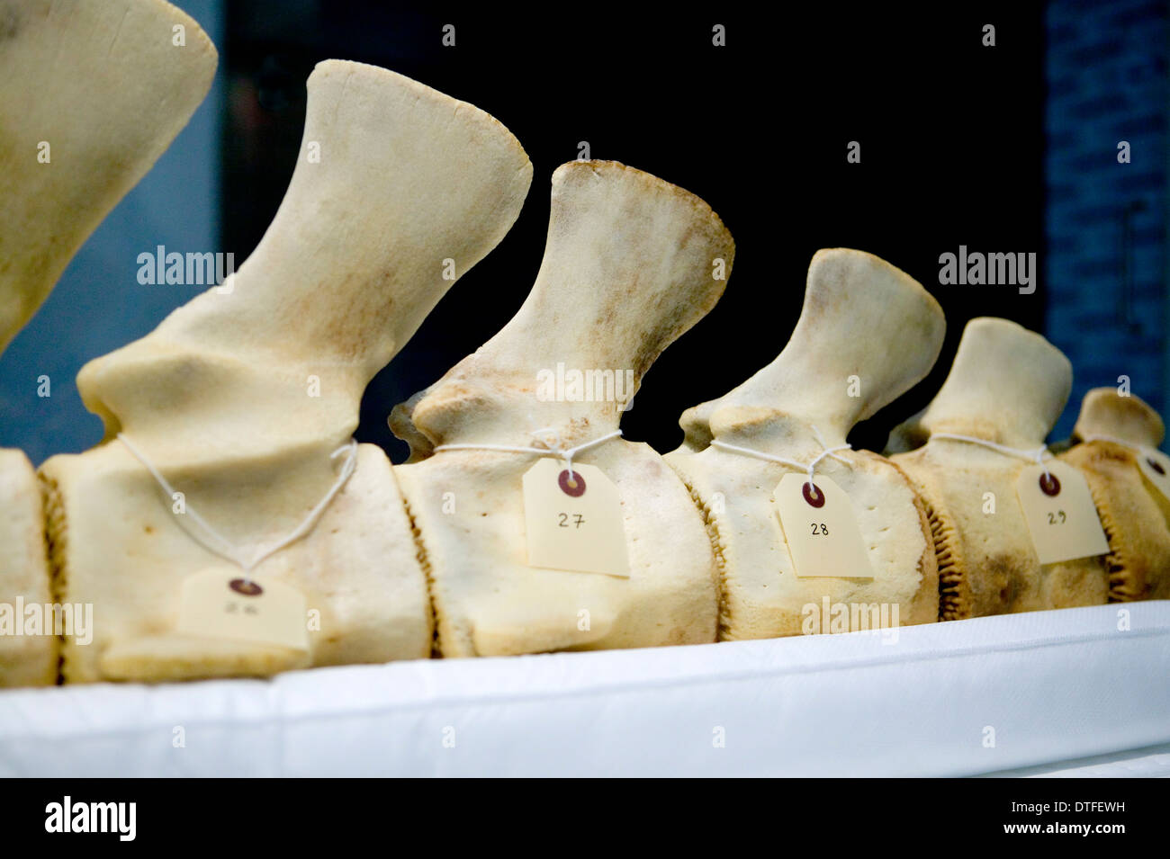 Hyperoodon ampullatus, northern bottlenose whale Stock Photo - Alamy Hyperoodon ampullatus, northern bottlenose whale Stock Photo - Alamy