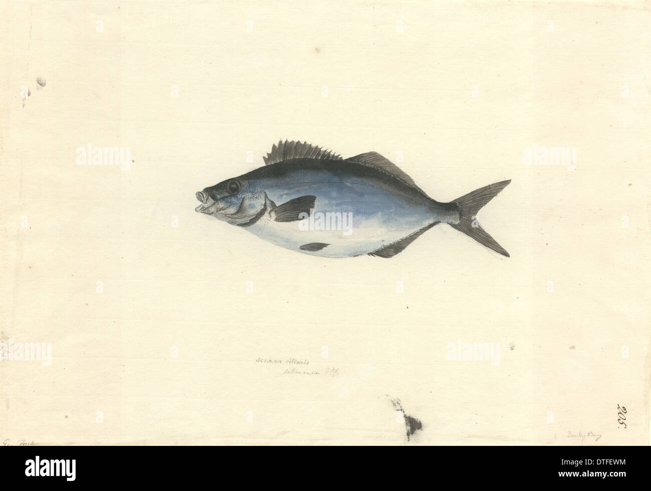 Latridopsis ciliaris hi-res stock photography and images - Alamy