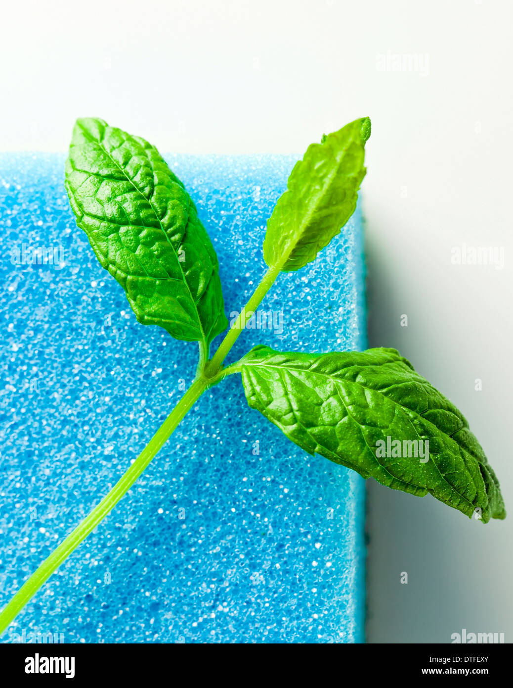 Sponge leaf hi-res stock photography and images - Alamy