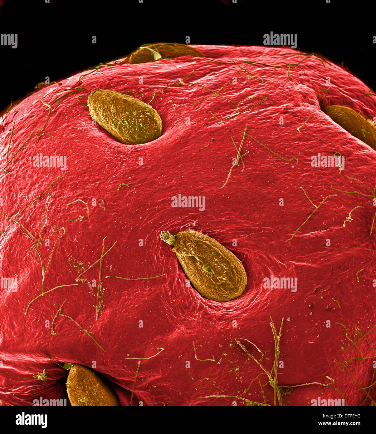 Fragaria sp., strawberry Stock Photo - Alamy