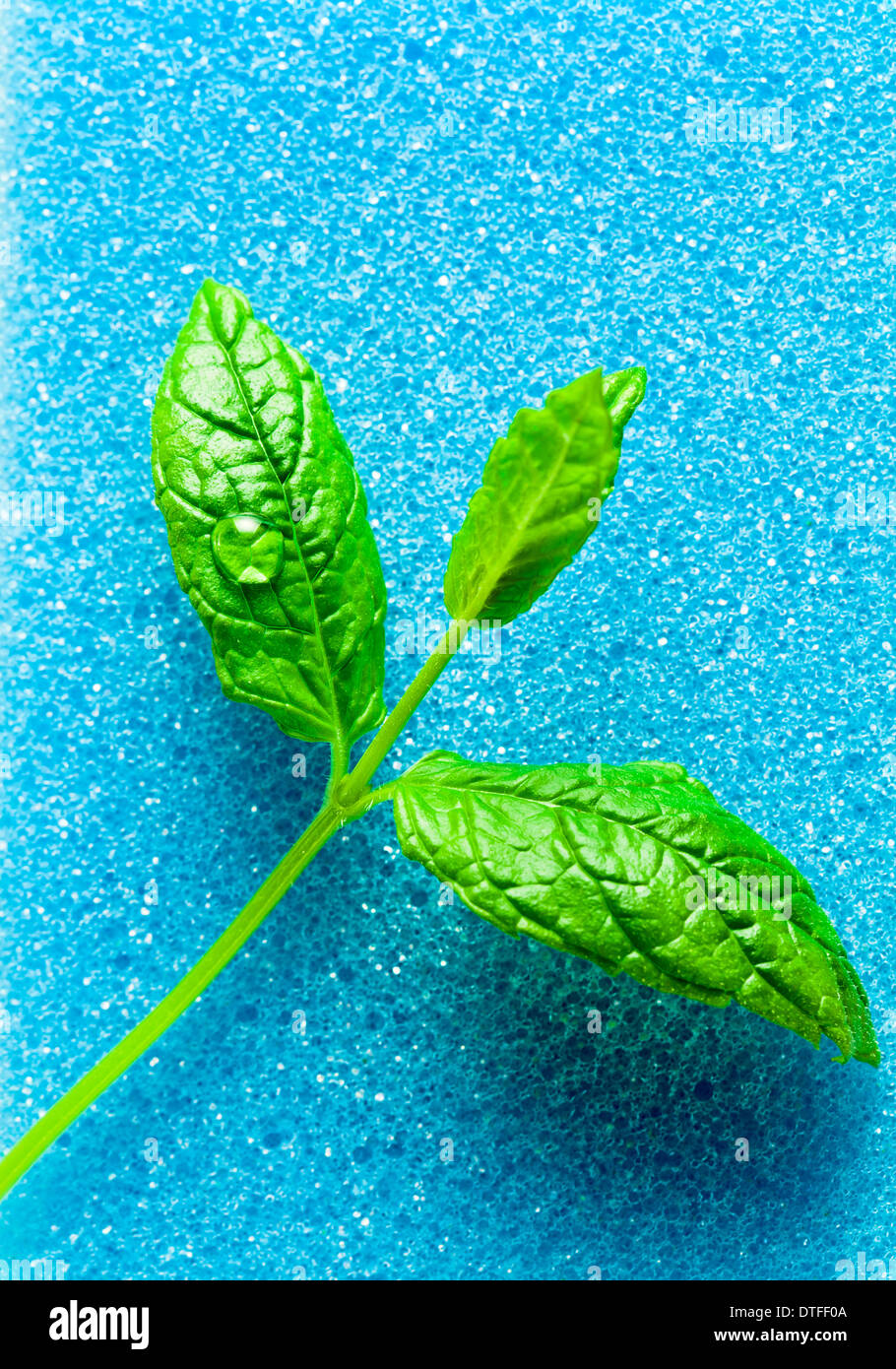 Shiny peppermint hi-res stock photography and images - Alamy