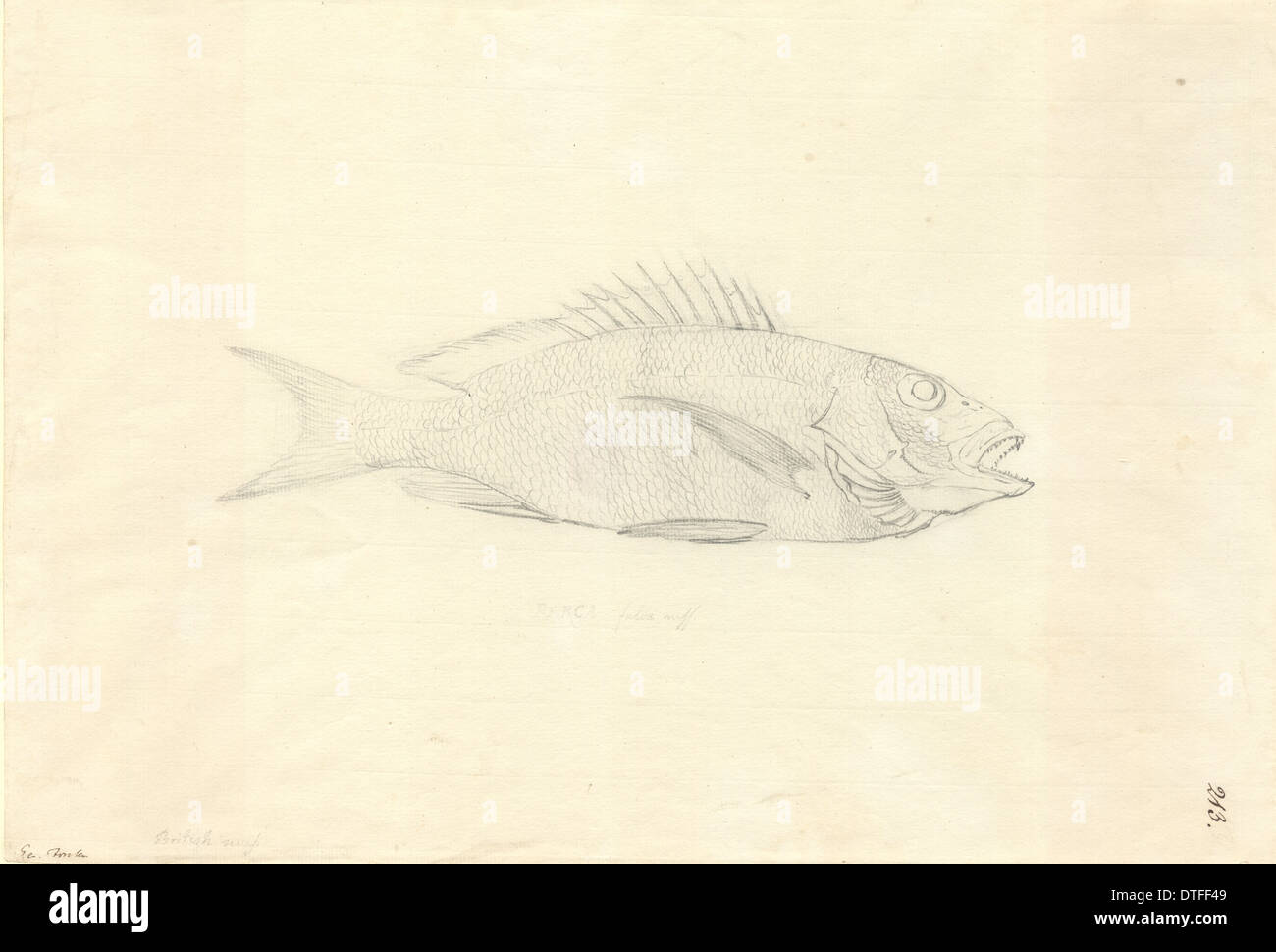 Lutjanus fulvus, blacktail snapper Stock Photo - Alamy